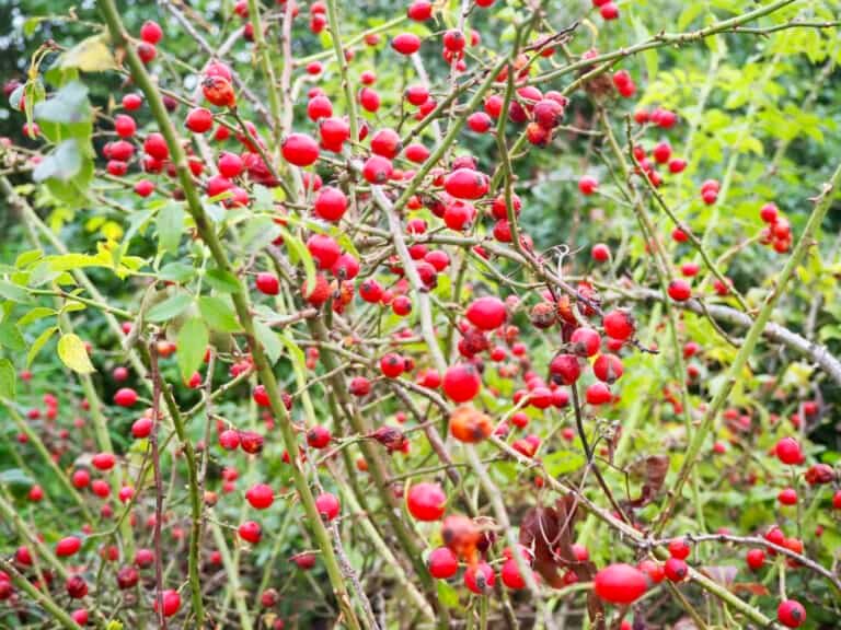 Hagebuttentee selber machen: Einfache Anleitung - Torftrottel